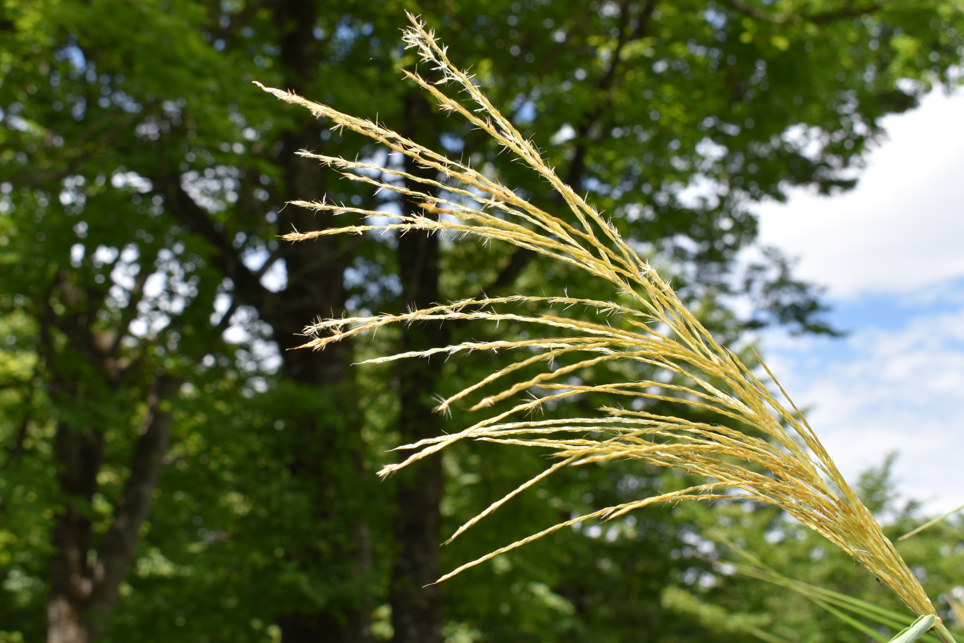 ススキ – 野草園植物検索システム