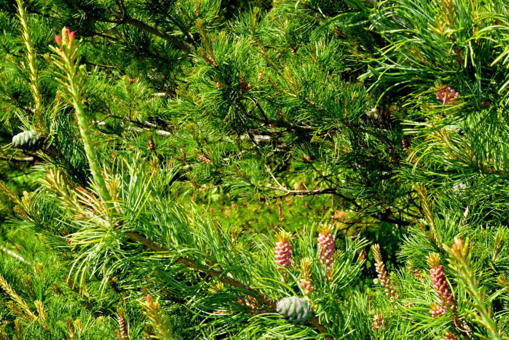 ゴヨウマツ – 野草園植物検索システム
